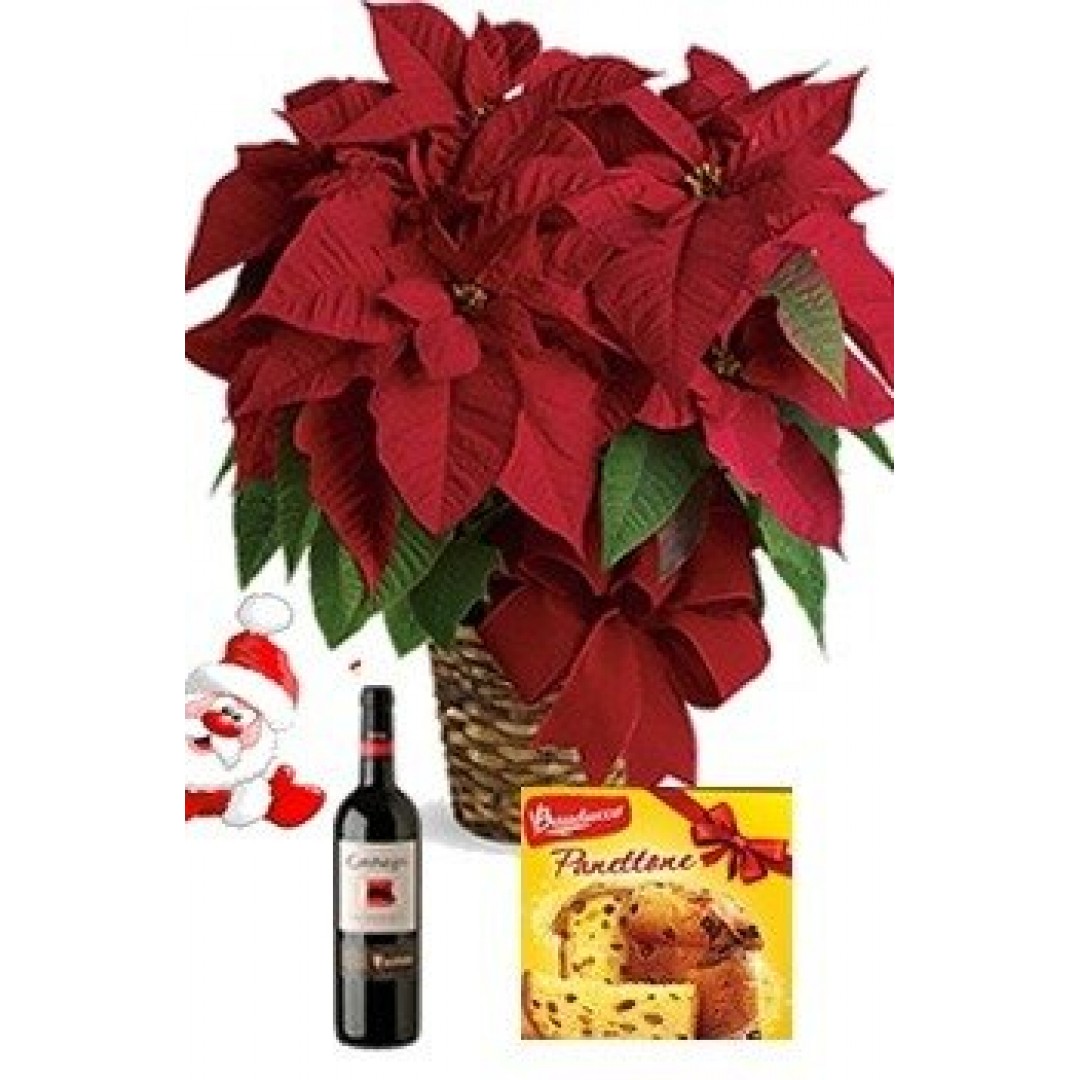 Poinsettia, Wine & Panettone - christmas